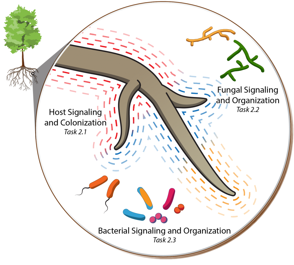 Plant Microbe-Interfaces Objective 2 « PMI